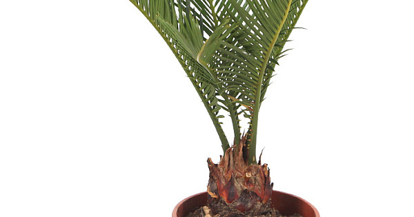 Φυτό κύκας ή τσίκας